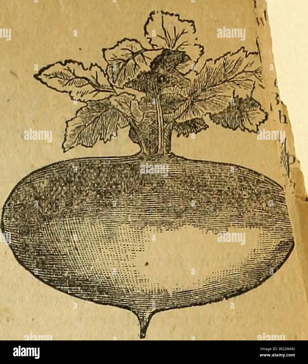Archive image from page 24 of Delano Bros' seed catalogue of Stock ...