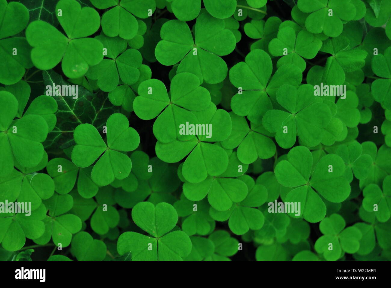 Three leaf clover hi-res stock photography and images - Alamy