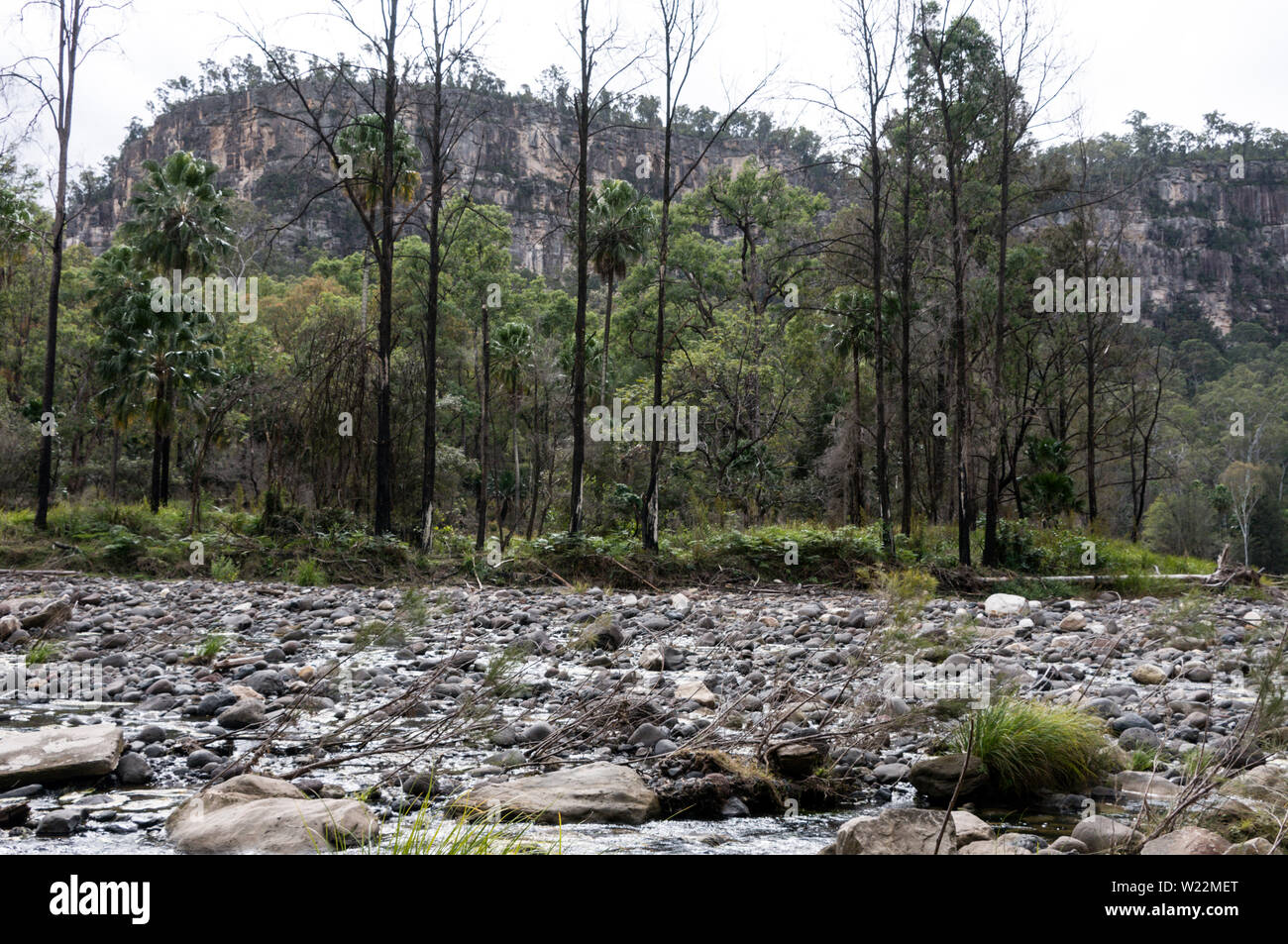 The high sandstone cliffs above Carnarvon Creek in the Eucalyptus ...