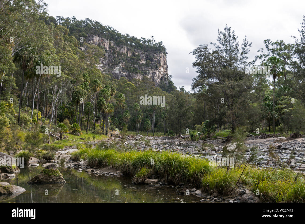 The high sandstone cliffs above Carnarvon Creek in the Eucalyptus ...