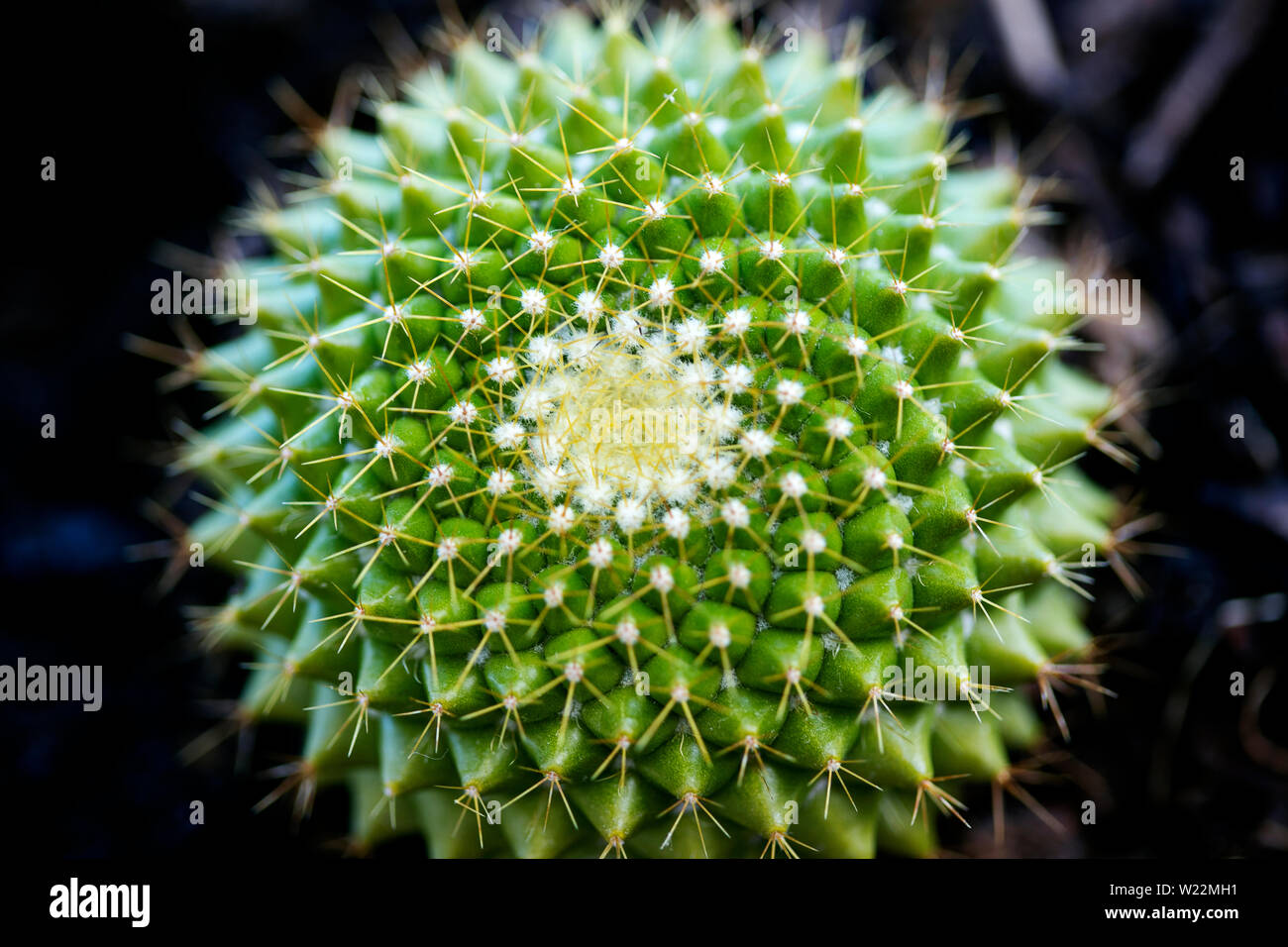 Cactus macro background fine art in high quality prints fifty ...
