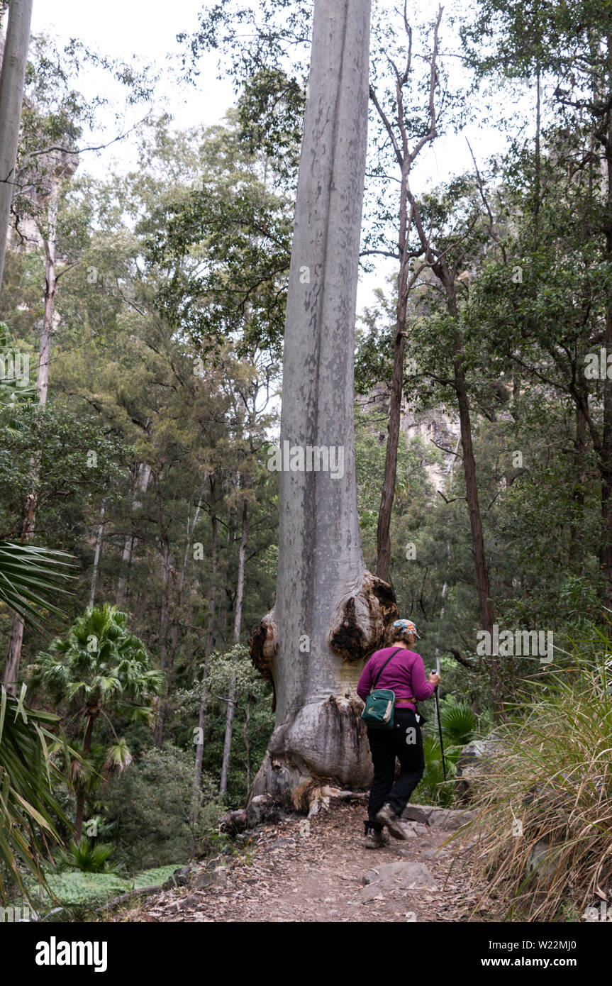 A walker approaching a Spotted Blue Gum tree in the Eucalyptus forest ...