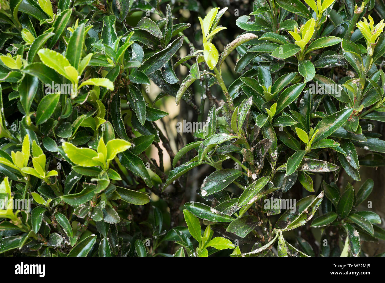 Psyllid hi-res stock photography and images - Alamy