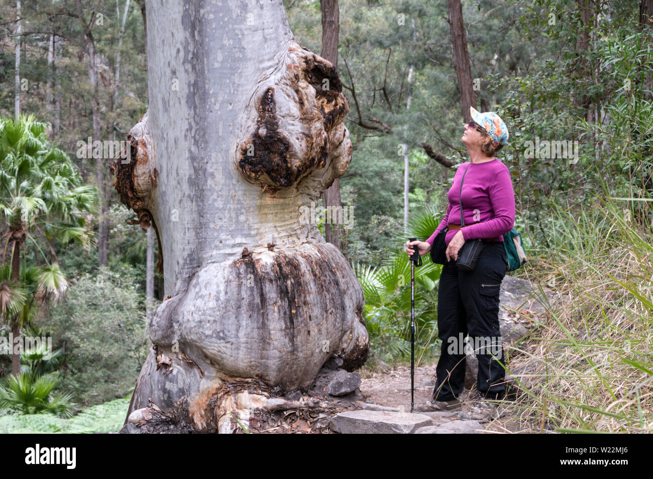 Spotted gum hi-res stock photography and images - Alamy