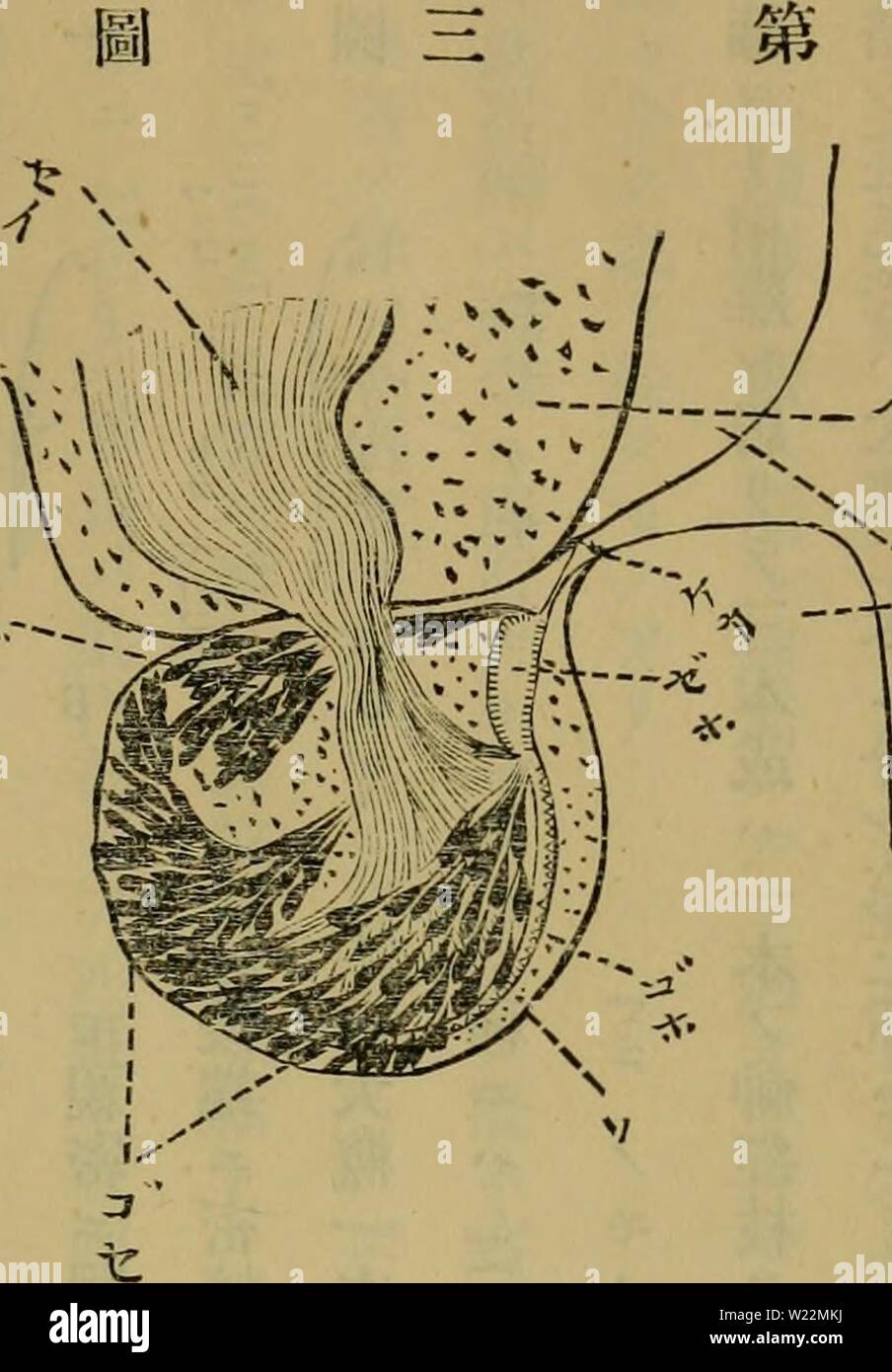 Archive image from page 100 of Dbutsugaku zasshi (1889 Stock Photo - Alamy