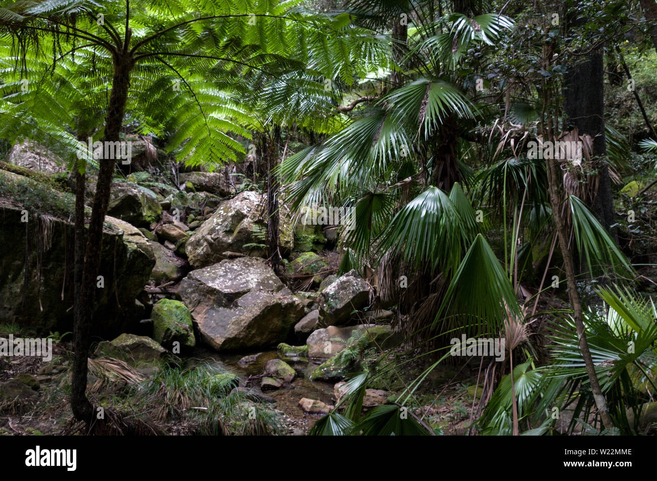 Rare King ferns in the Eucalyptus forest in the Carnarvon Gorge ...