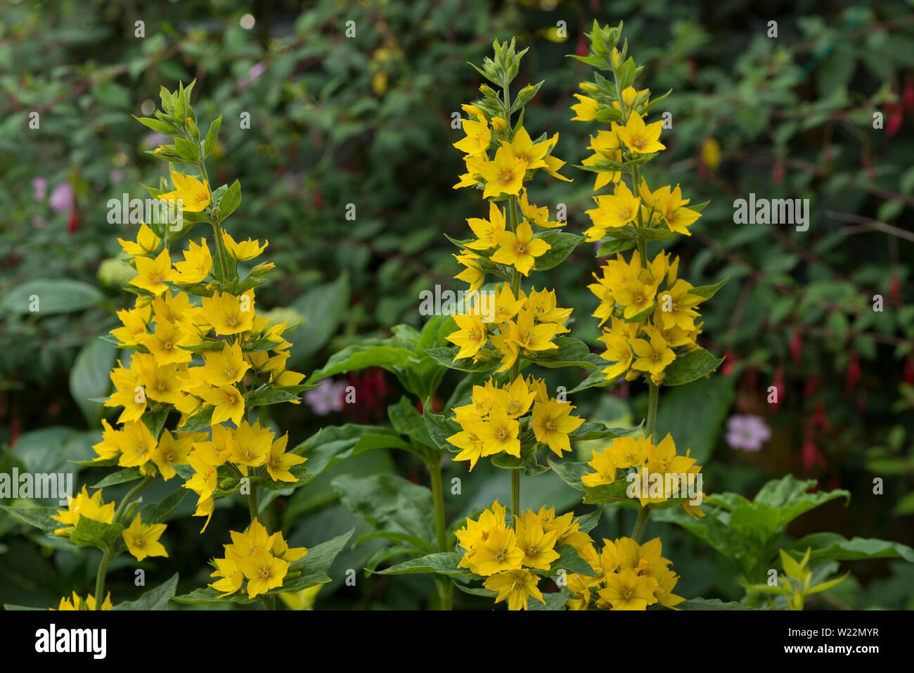 Lysimachia Punctata, evergreen perennial with simple leaves and star ...