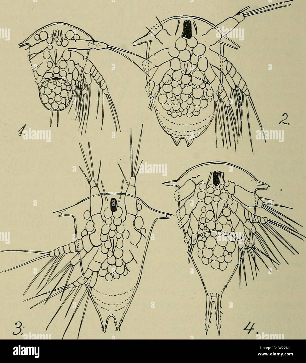 Archive image from page 101 of Danmarks fauna; illustrerede haandbøger ...