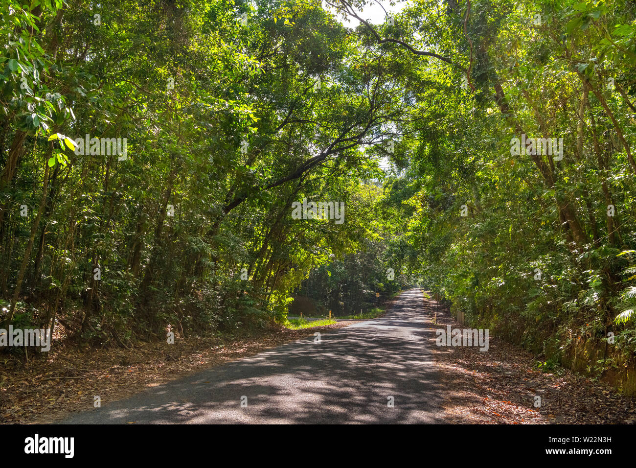 Road through the trees near Cow Bay, Daintree Rainforest, Daintree ...
