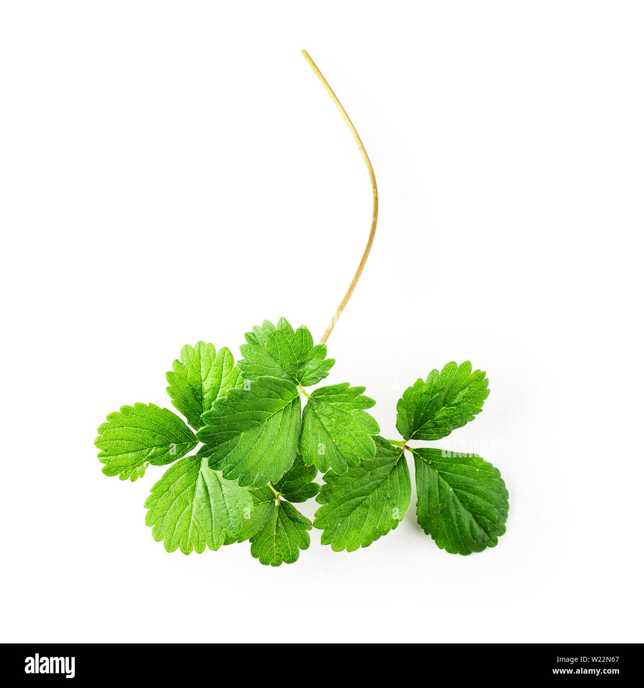 Strawberry green leaves isolated on white background clipping path ...