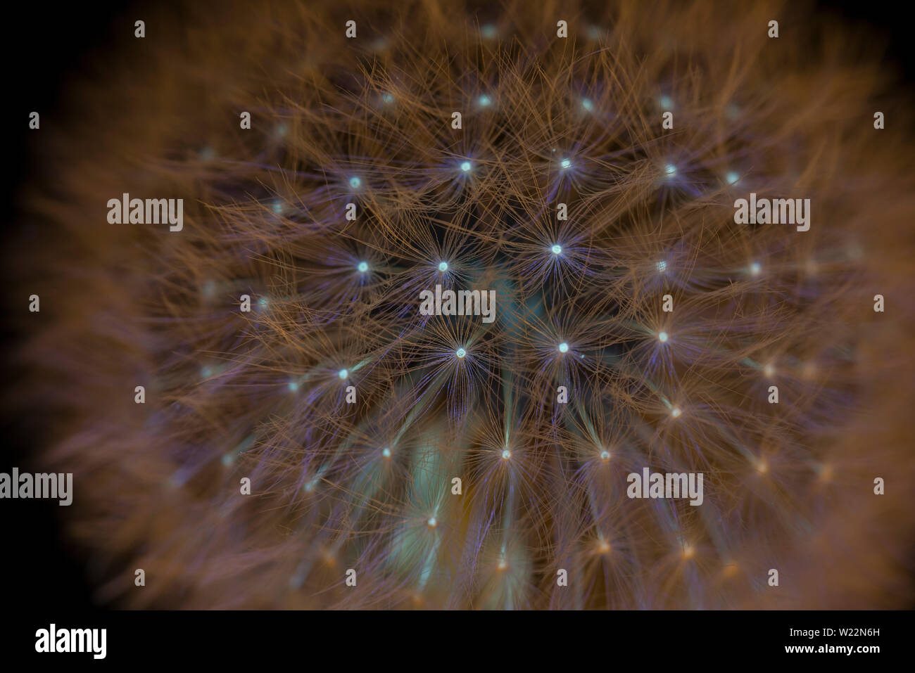Radiating visible light, pigments in the dandelion flower head ...
