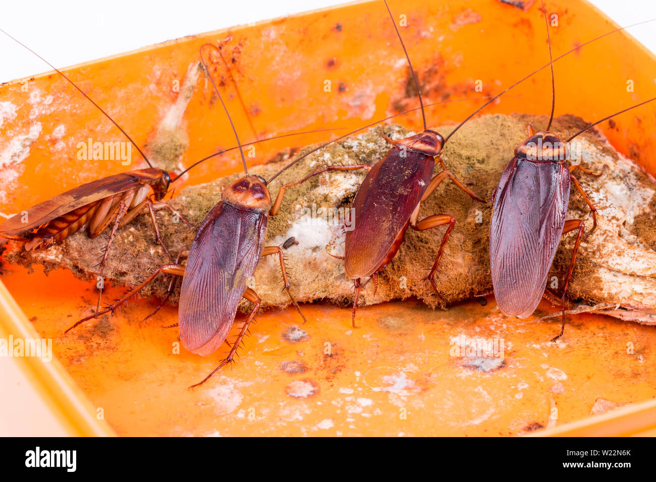 Cockroaches food hi-res stock photography and images - Alamy