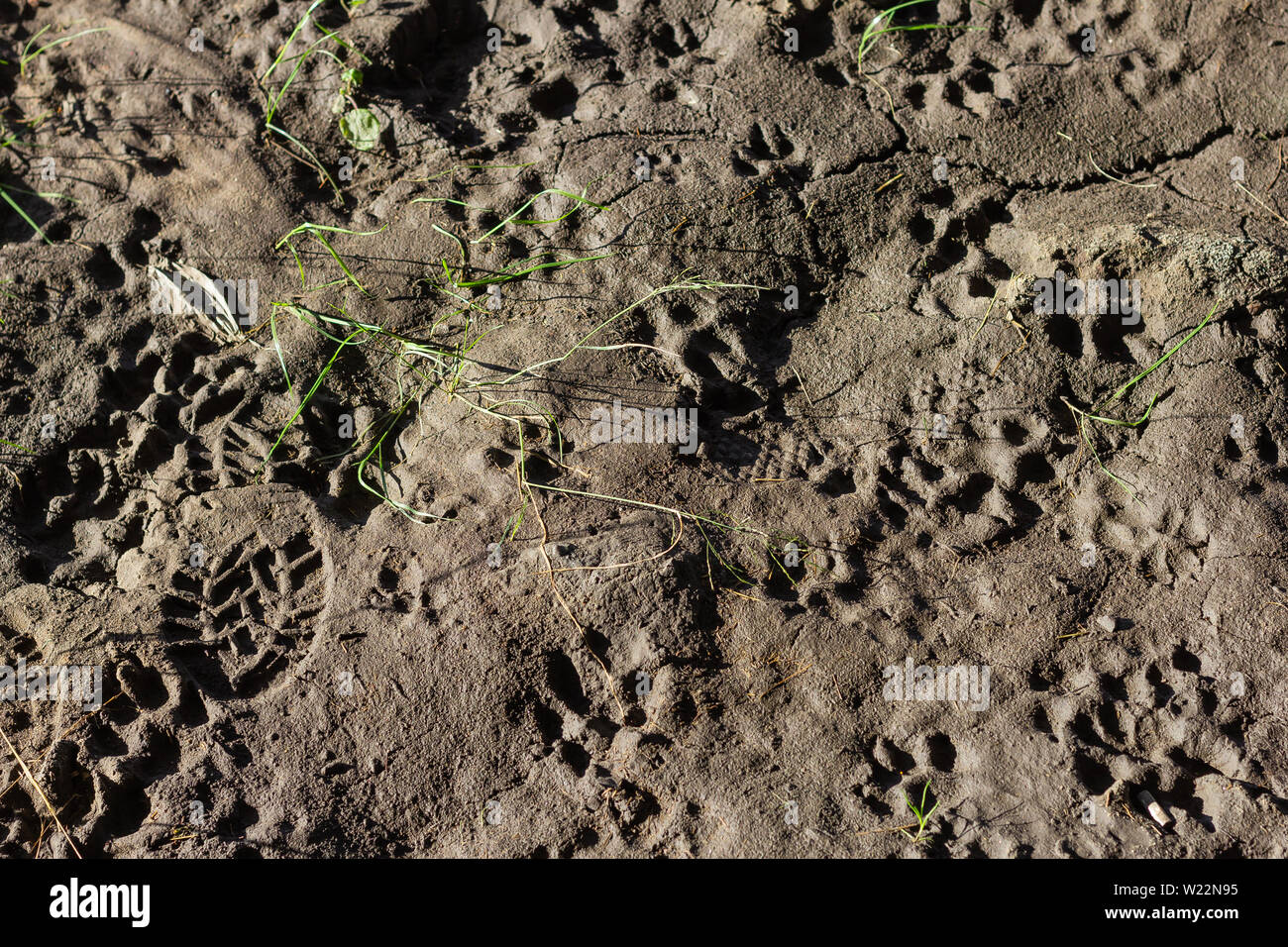 human animal tracks footprint nature background Stock Photo - Alamy
