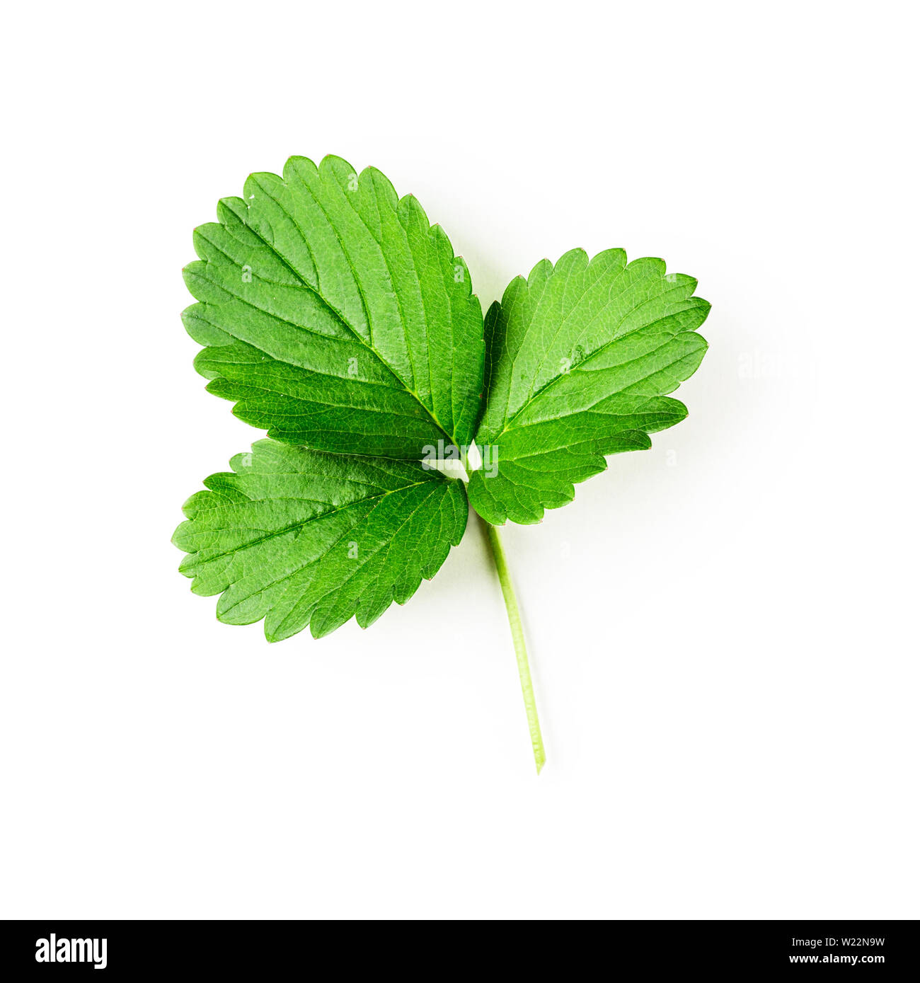 Strawberry green leaves isolated on white background clipping path ...