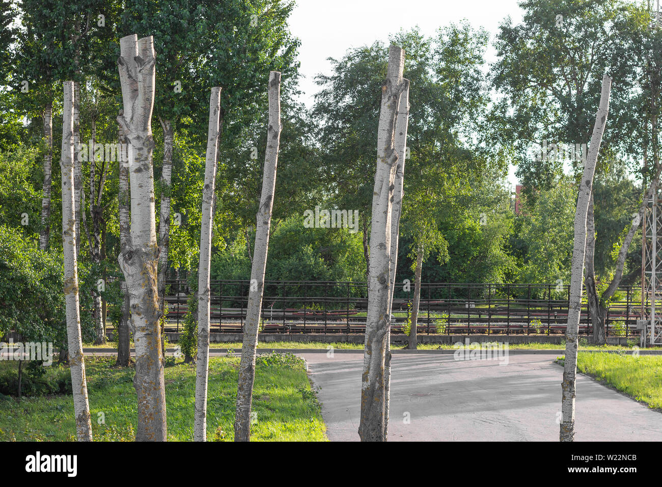 chopped trees cutting environment destruction woods Stock Photo - Alamy