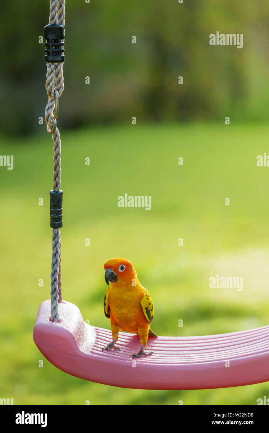 Sun conure parrot on swing Stock Photo - Alamy