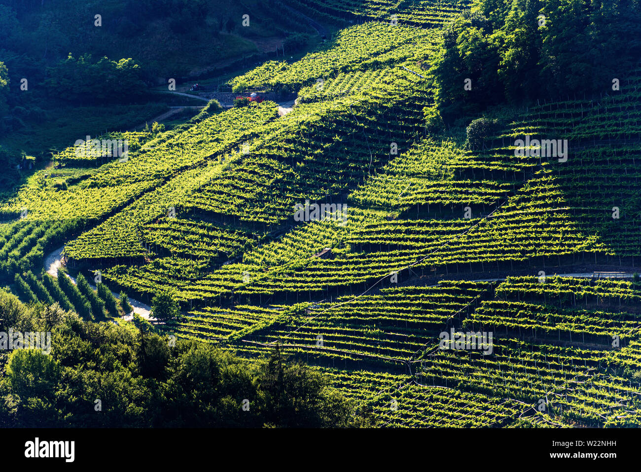 Terraced fields with green vineyards at summer, Italian Alps, Trento ...