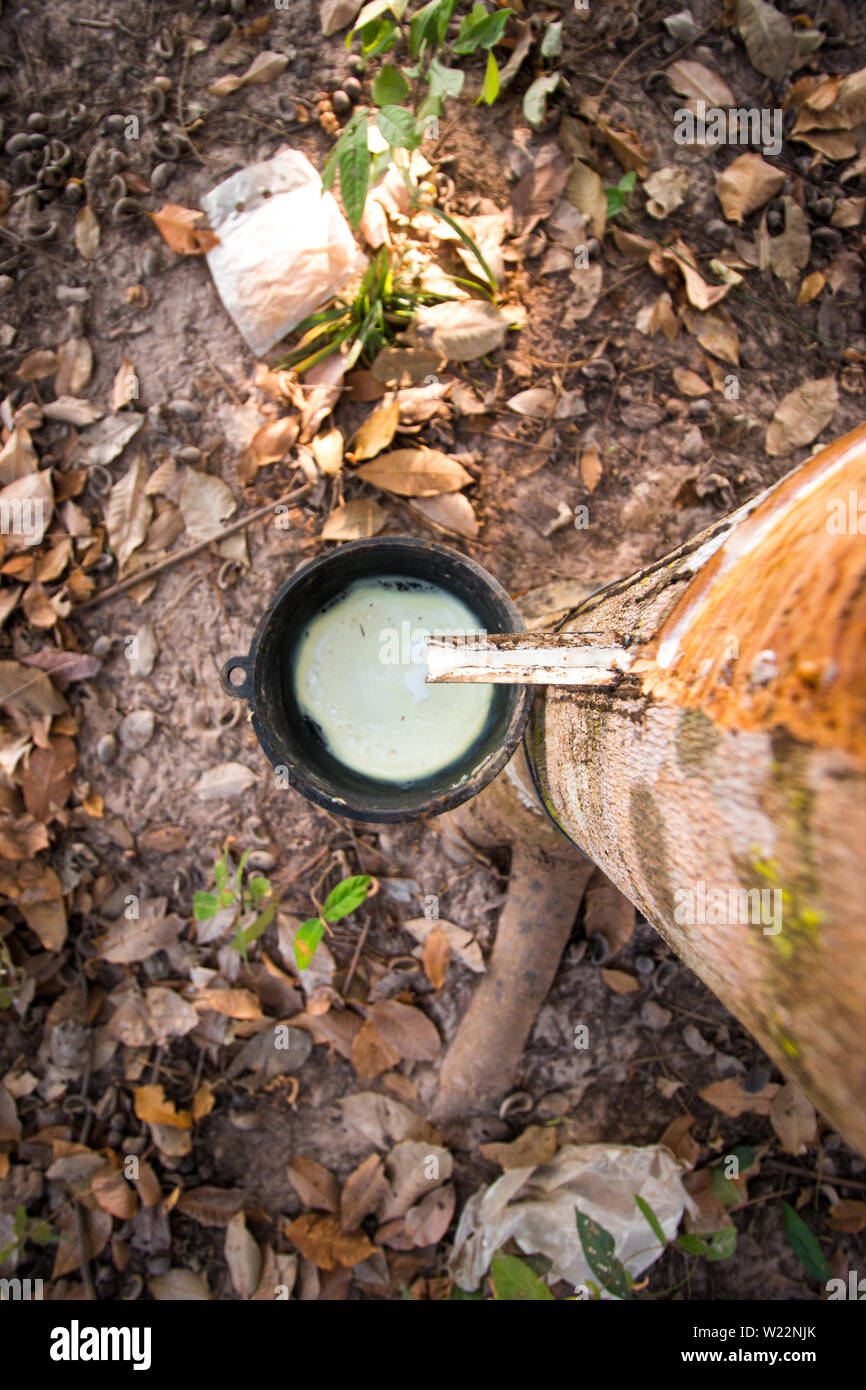Rubber tree plant hi-res stock photography and images - Alamy