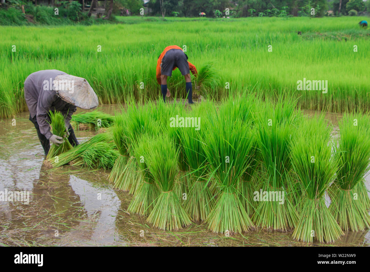 Farmers working planting rice in the paddy field Stock Photo - Alamy
