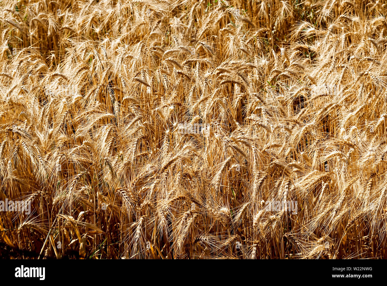 Farming grains horizontal hi-res stock photography and images - Alamy