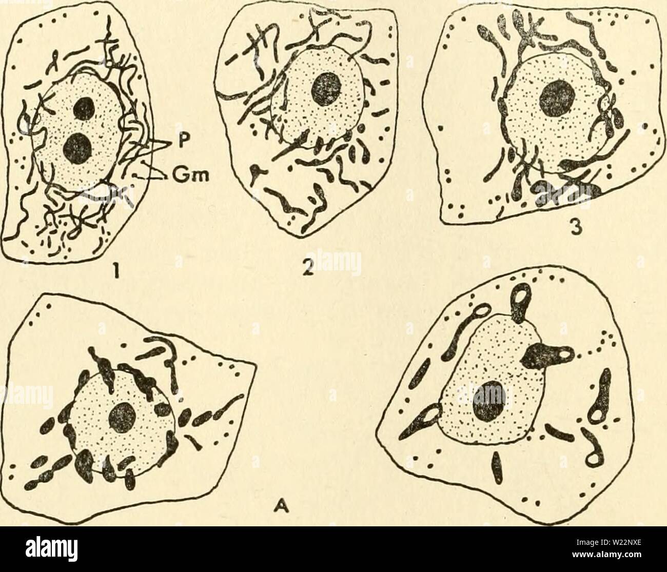 Archive image from page 103 of The cytoplasm of the plant. The ...