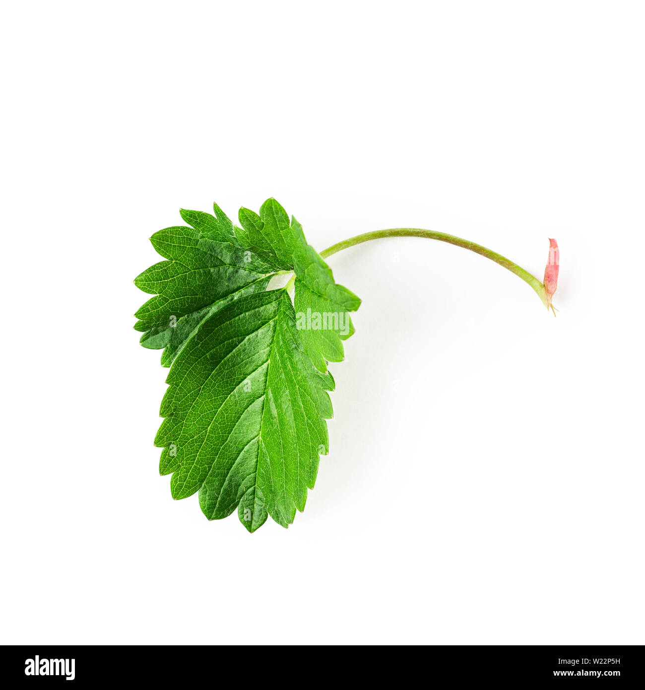 Strawberry green leaf isolated on white background clipping path ...