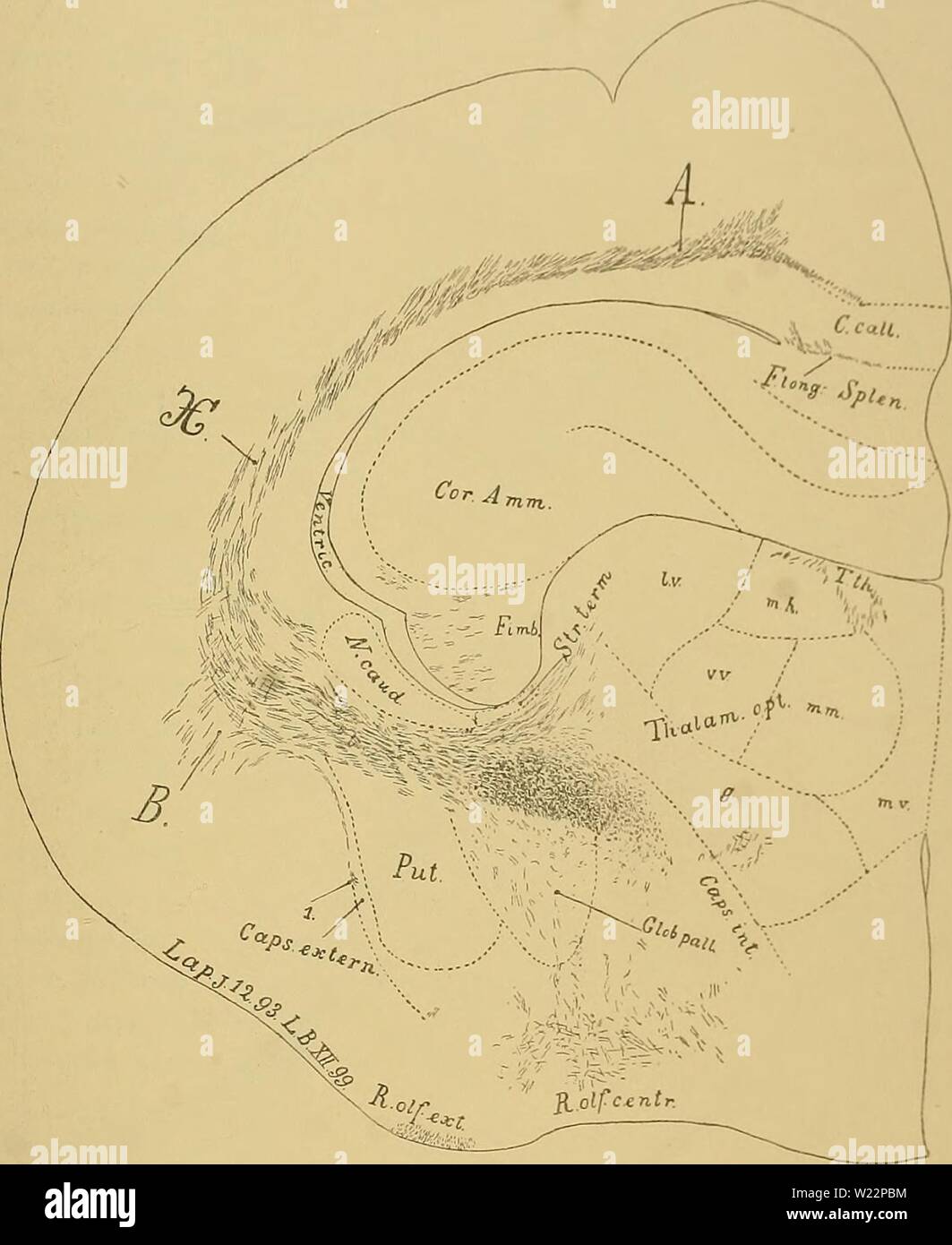 Stria terminalis hi-res stock photography and images - Alamy
