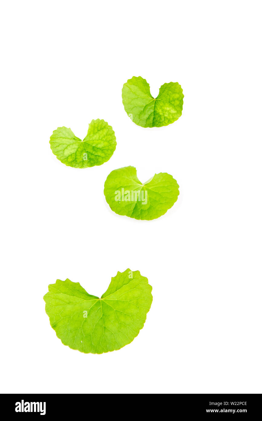 Herbal Thankuni leaves of indian subcontinent, Centella asiatica Stock ...