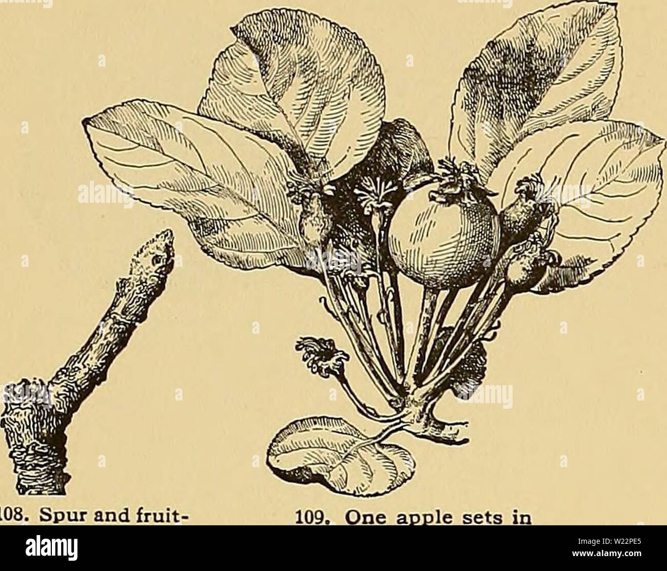 Appleseed hi-res stock photography and images - Alamy