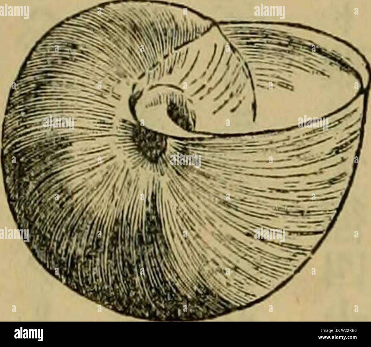 Archive image from page 107 of Dbutsugaku zasshi (1889 Stock Photo - Alamy