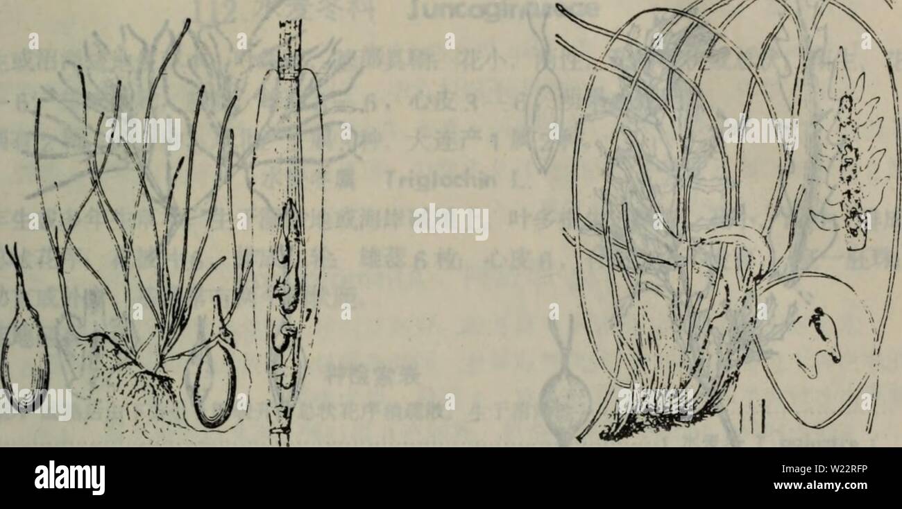 1095c hi-res stock photography and images - Alamy