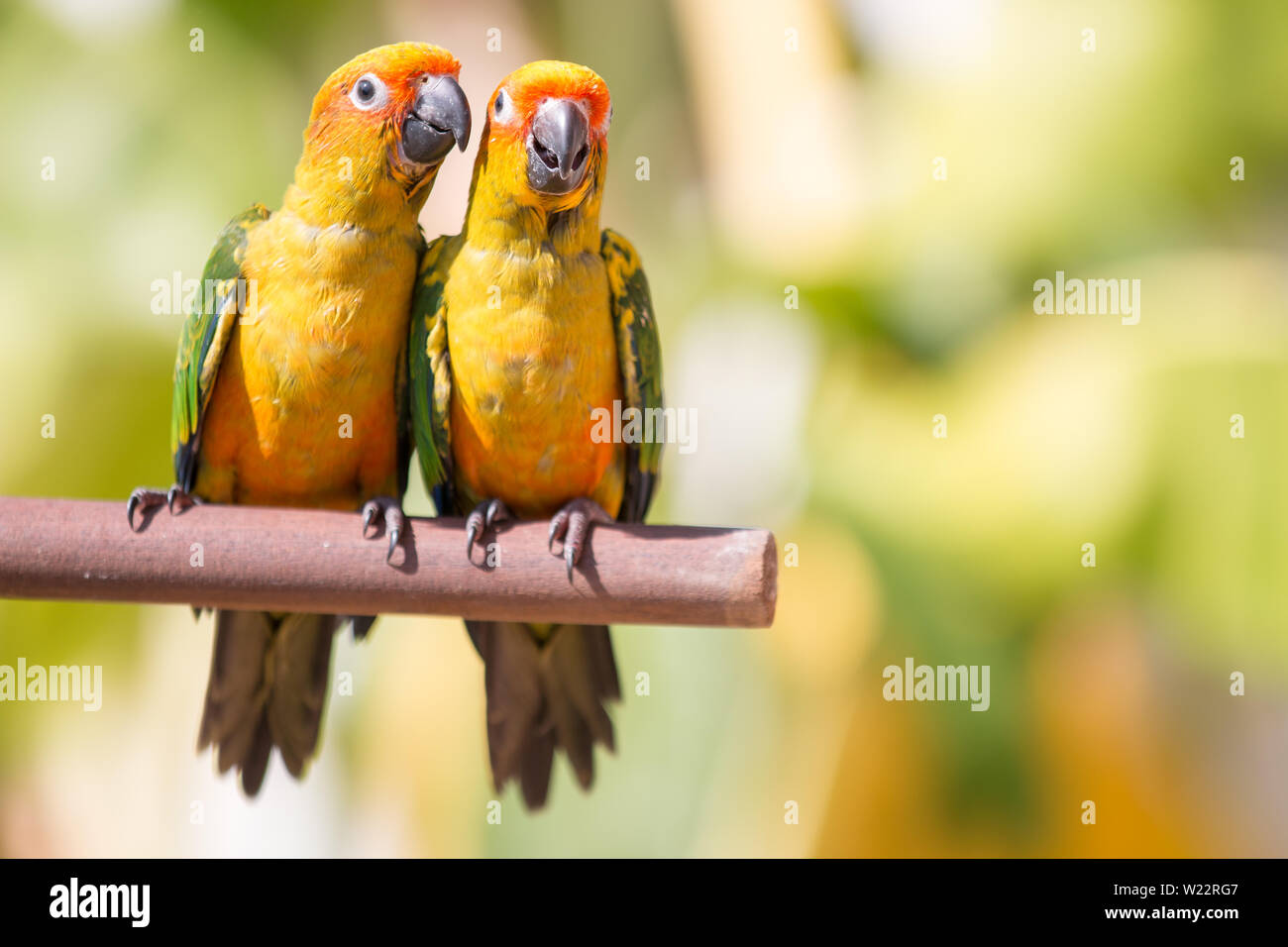 Parrot eyes hi-res stock photography and images - Alamy