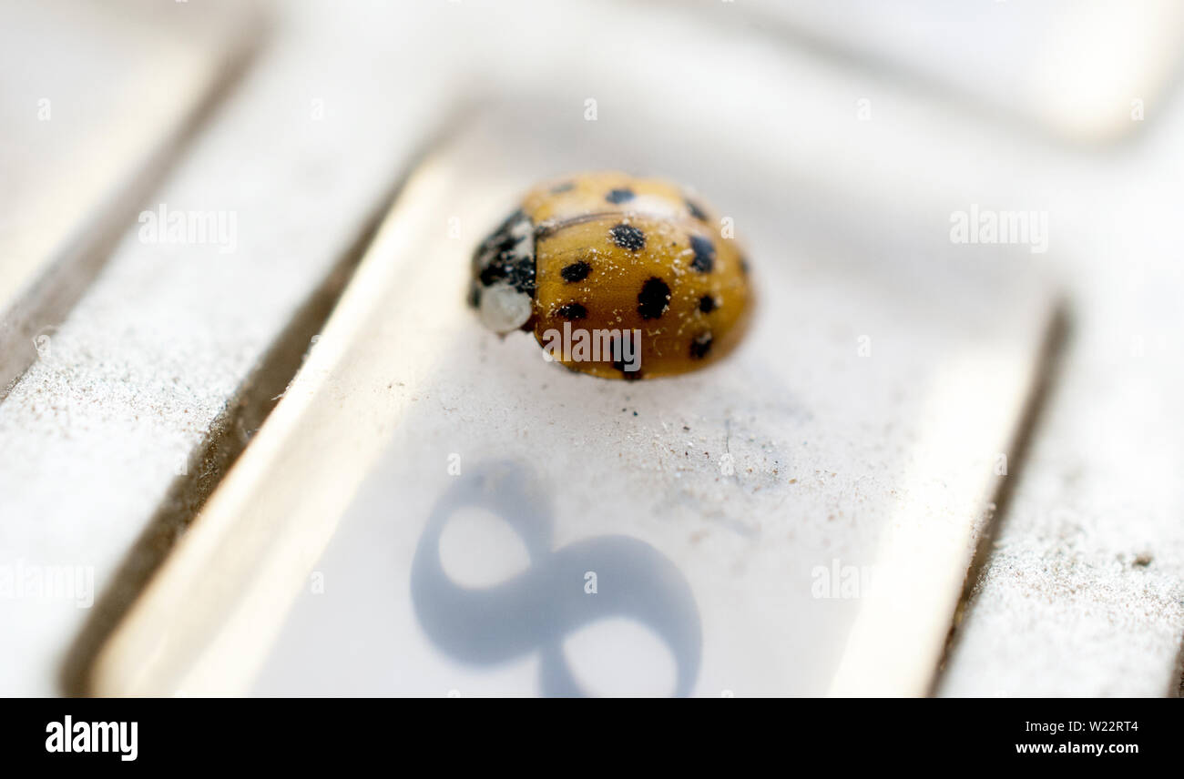 ladybug on an old dirty and dusty phone image Stock Photo - Alamy