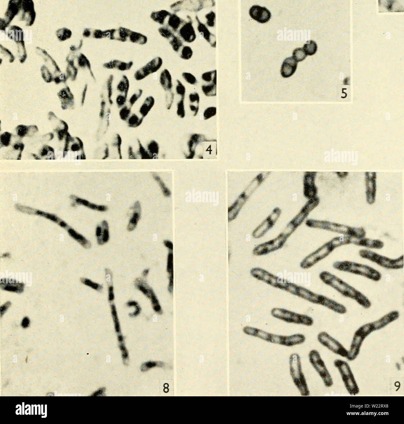 Archive image from page 108 of The cytology and life-history of. The ...