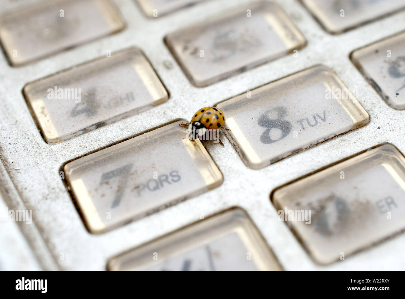 Old dirty beetle hi-res stock photography and images - Alamy