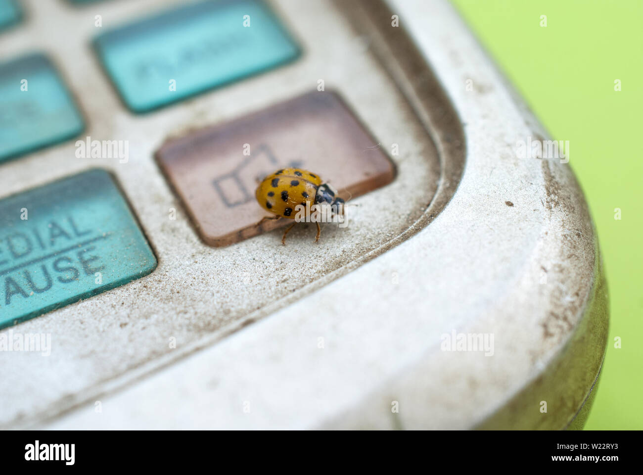 Old dirty beetle hi-res stock photography and images - Alamy