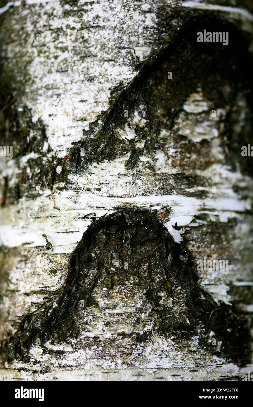 Tree bark abstract macro background fine art in high quality prints ...