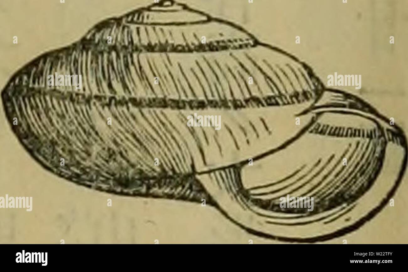 Archive image from page 110 of Dbutsugaku zasshi (1889 Stock Photo - Alamy