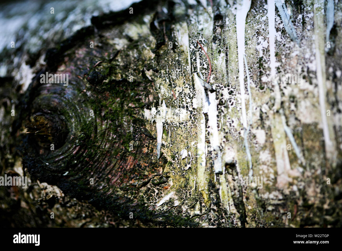 Tree bark abstract macro background fine art in high quality prints ...