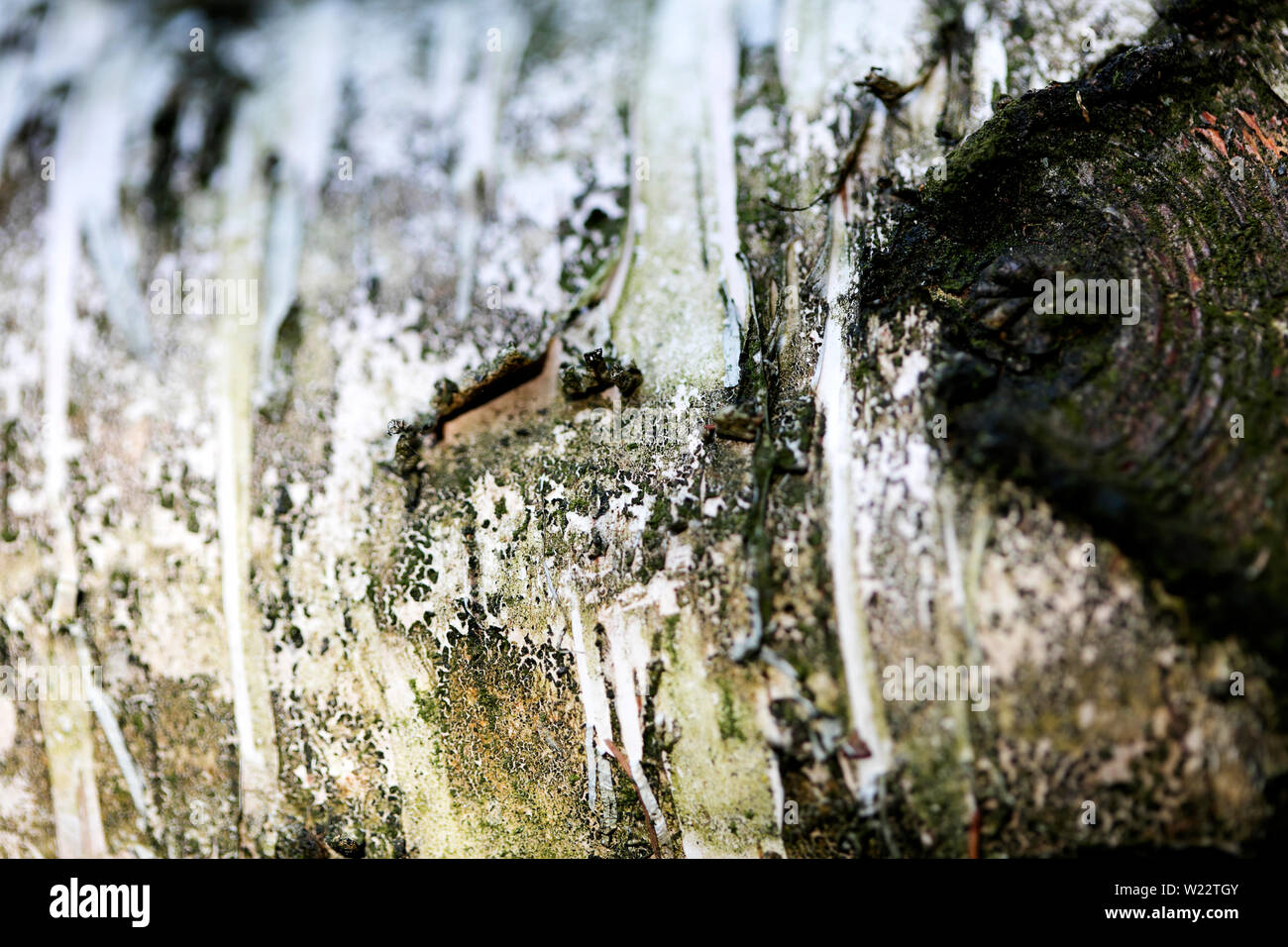 Tree bark abstract macro background fine art in high quality prints ...