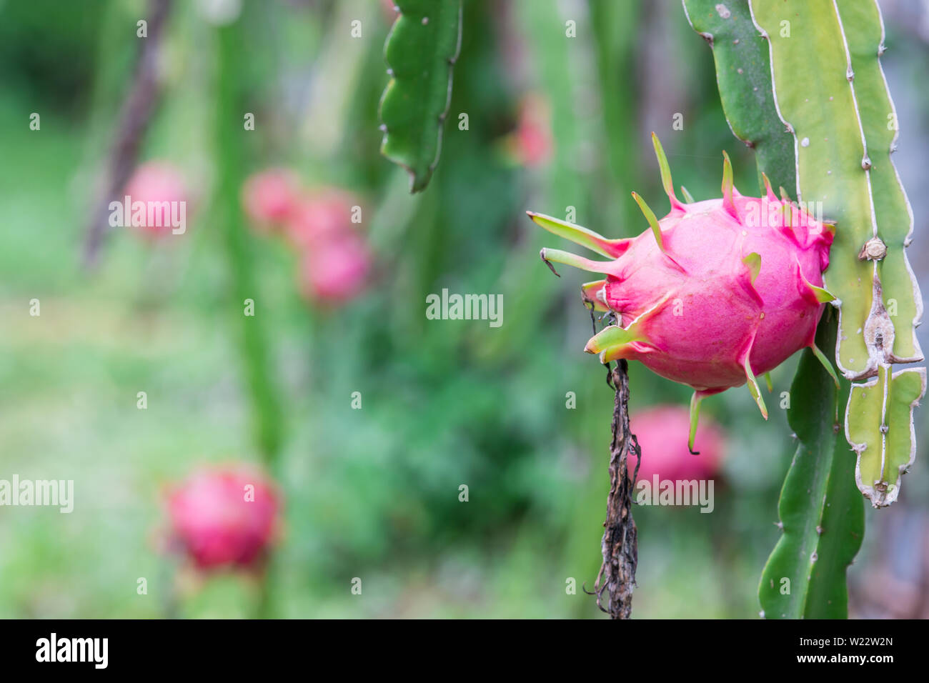 Dragon fruit tree hi-res stock photography and images - Alamy