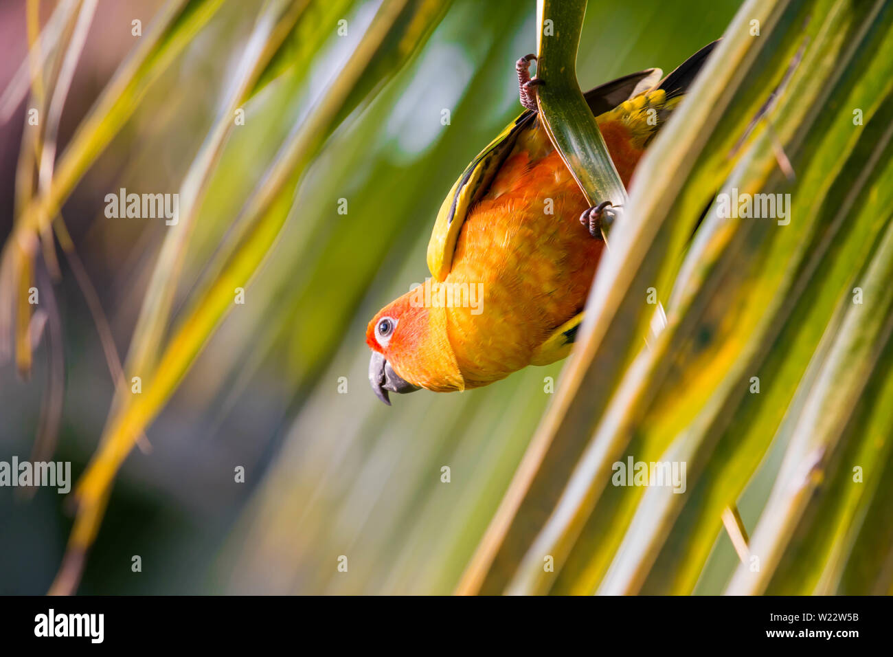Sun conure parrot on the tree Stock Photo - Alamy