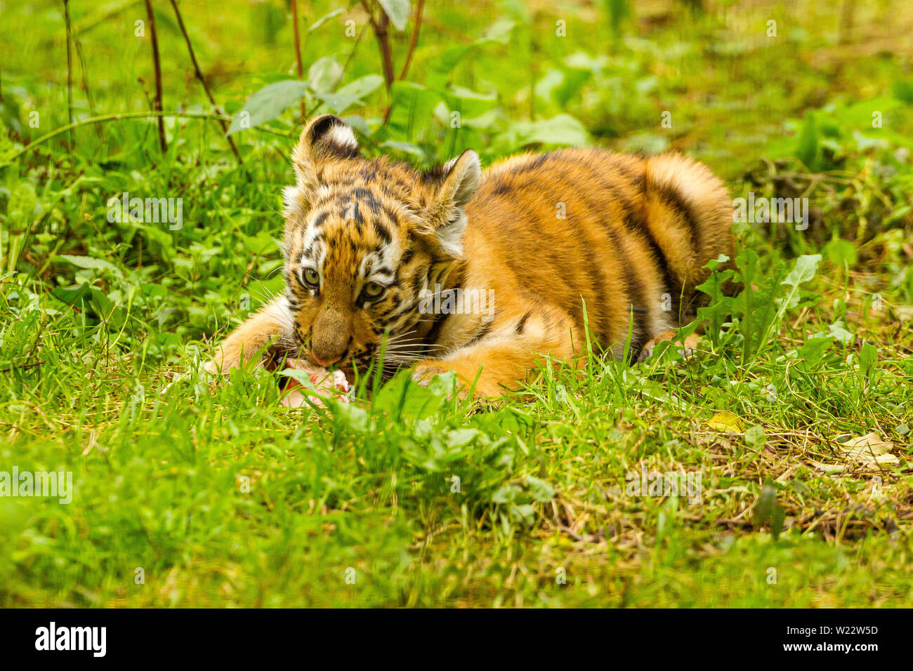 Baby Tigers Eating