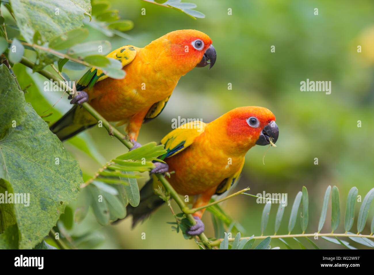 Parrots birds hi-res stock photography and images - Alamy