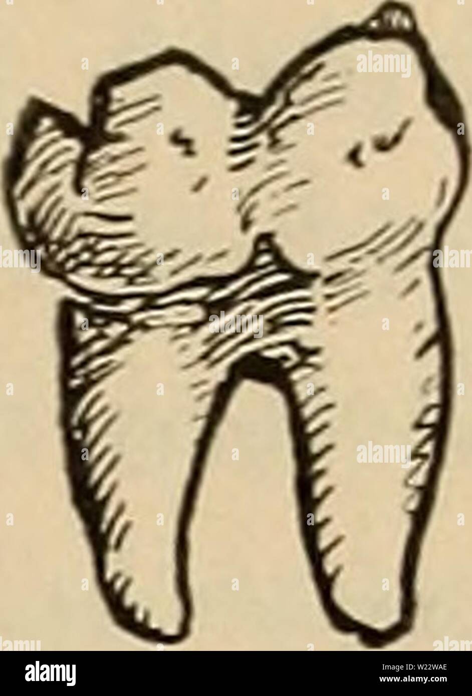 Dryopithecus teeth hi-res stock photography and images - Alamy