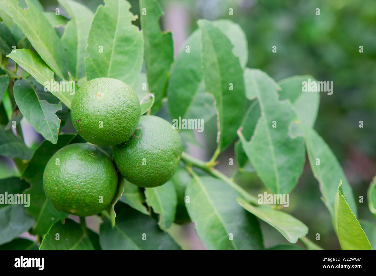 Thai green lemon Tree Stock Photo - Alamy