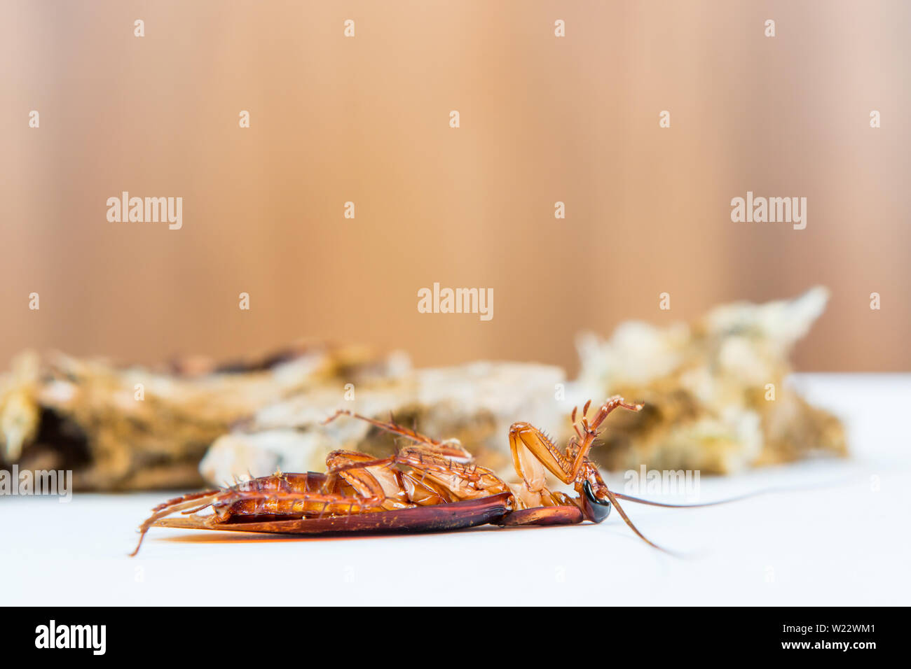 Cockroaches kitchen hi-res stock photography and images - Alamy