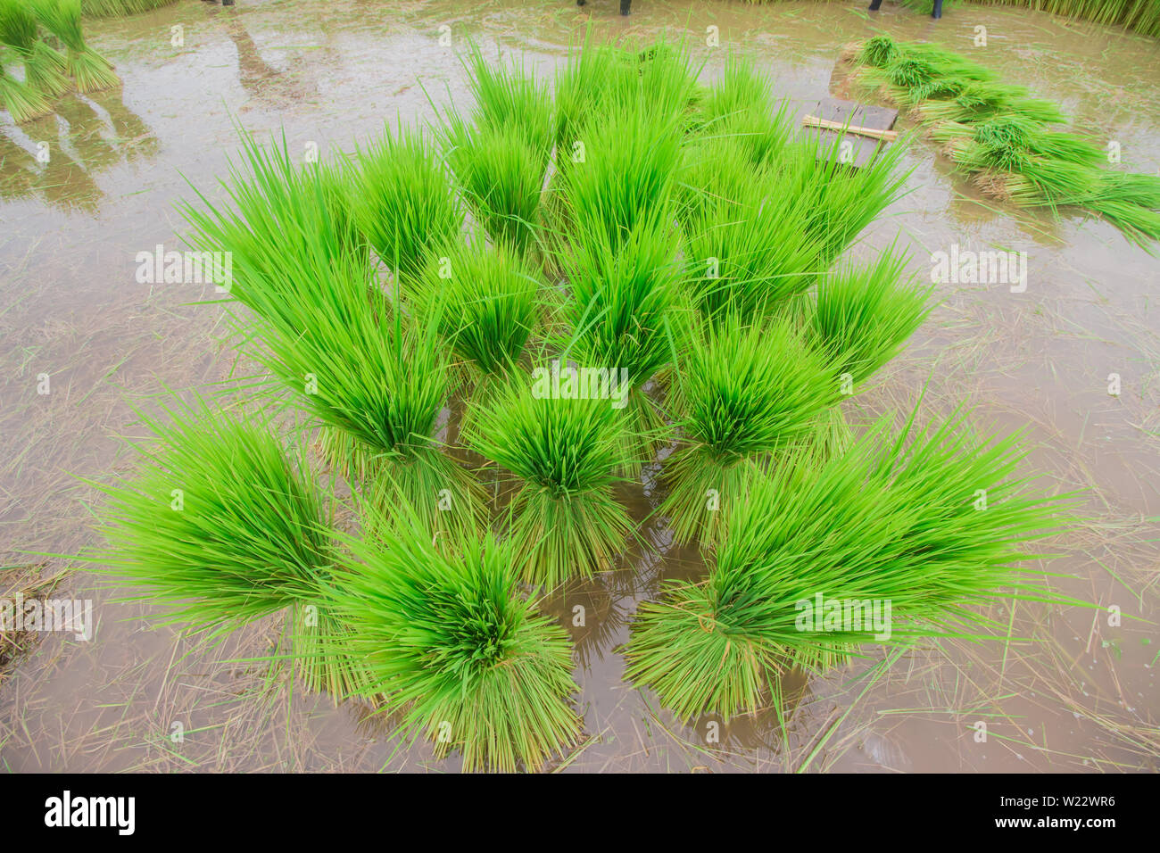 Dry paddy field hi-res stock photography and images - Alamy