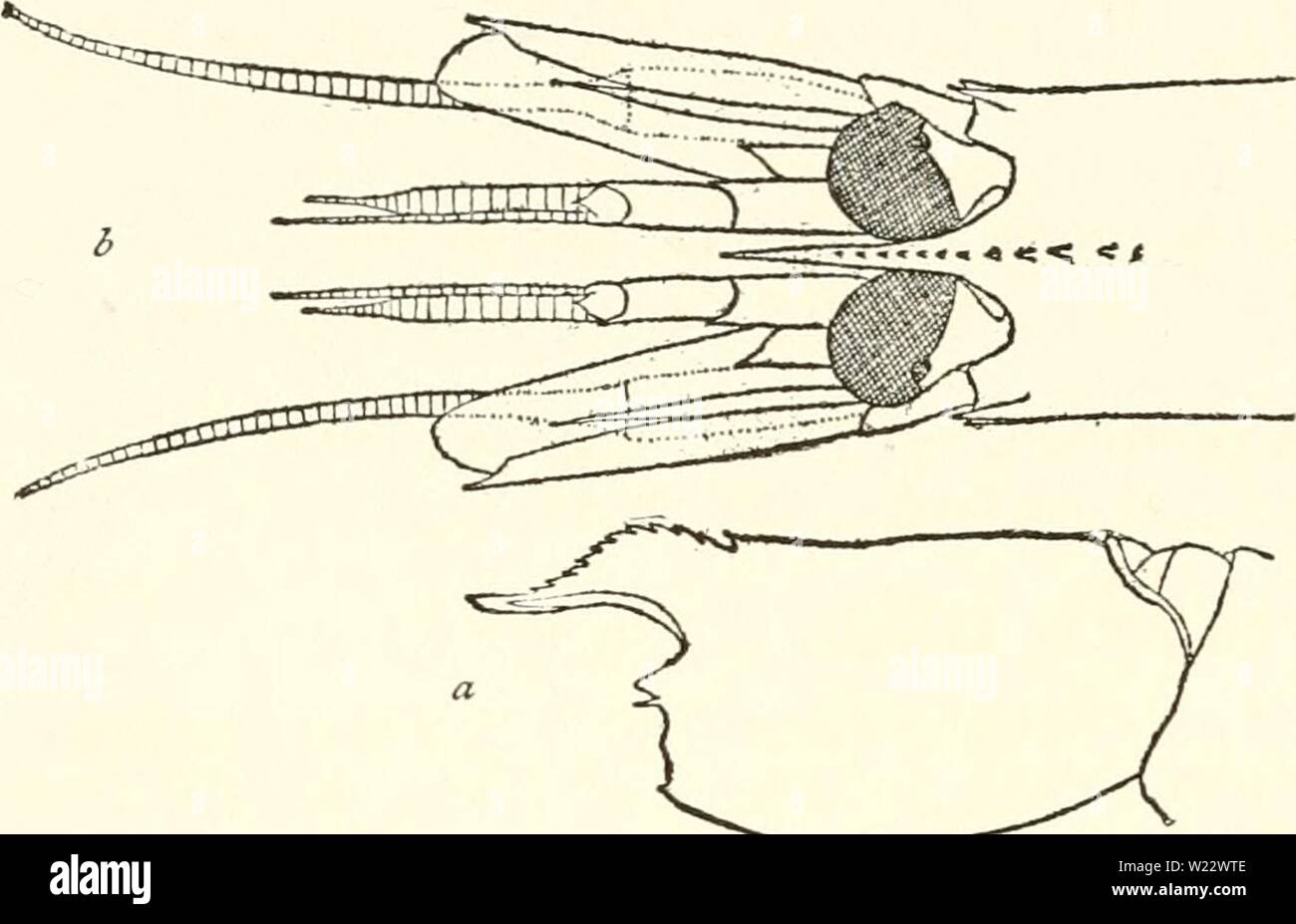 Mary jane rathbun hi-res stock photography and images - Alamy