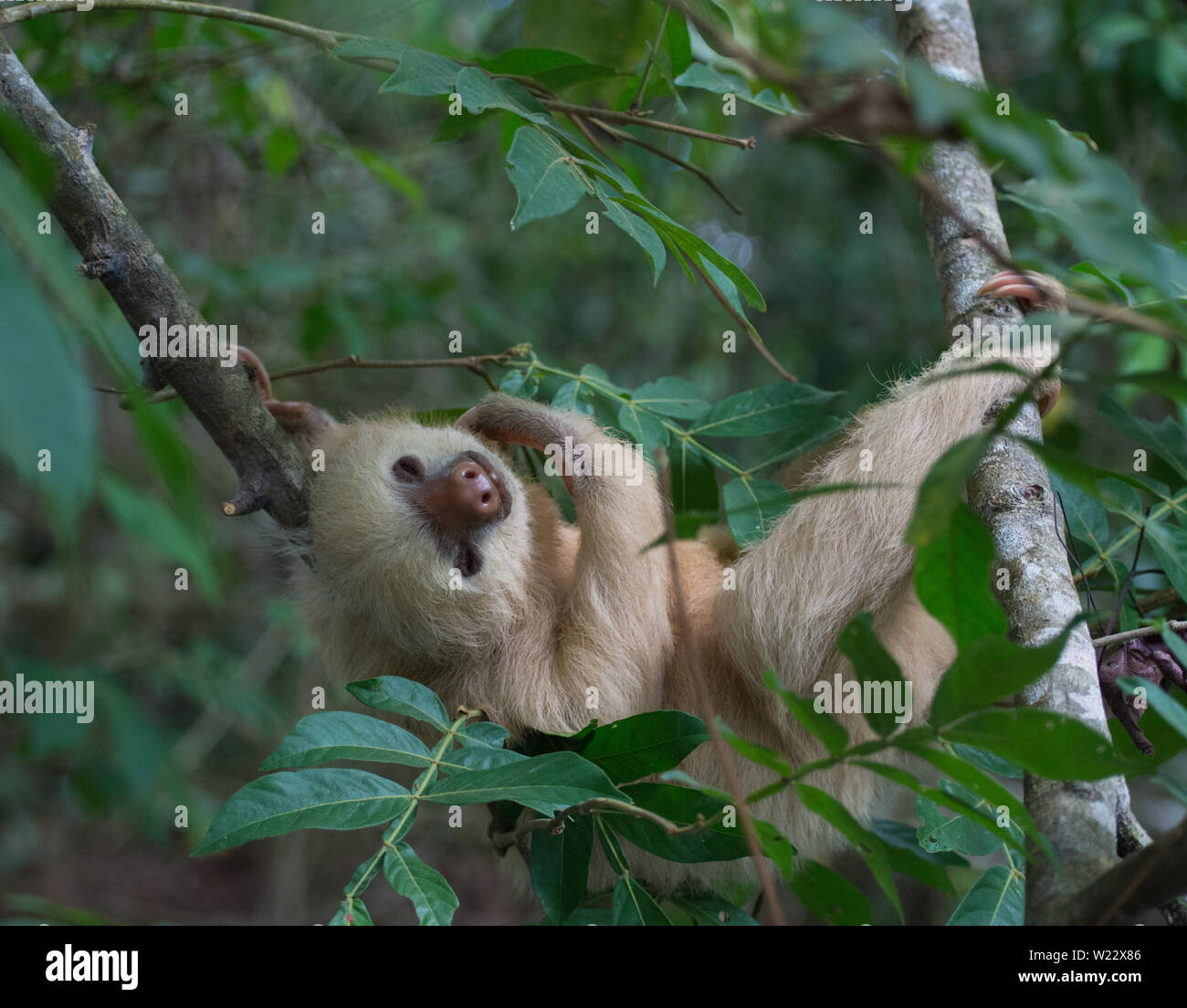 Baby sloth in branches of tree in the wild on river bank tropical ...